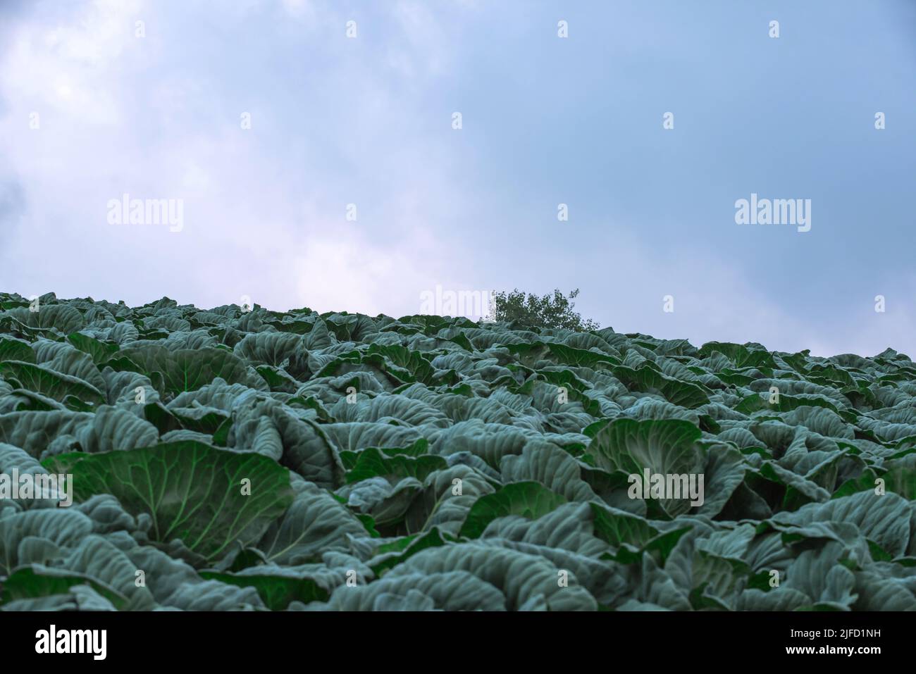 Scenery of the beautlful panoramic green cabbage farm in high slope ...