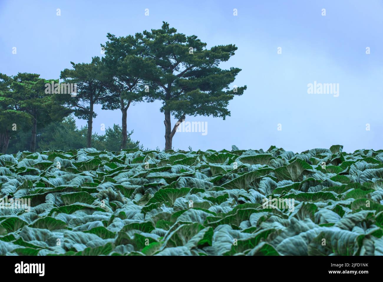Scenery of the beautlful panoramic green cabbage farm in high slope ...