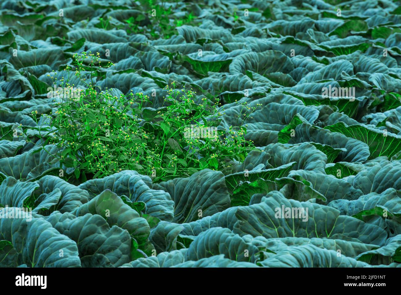 Scenery of the beautlful panoramic green cabbage farm in high slope ...