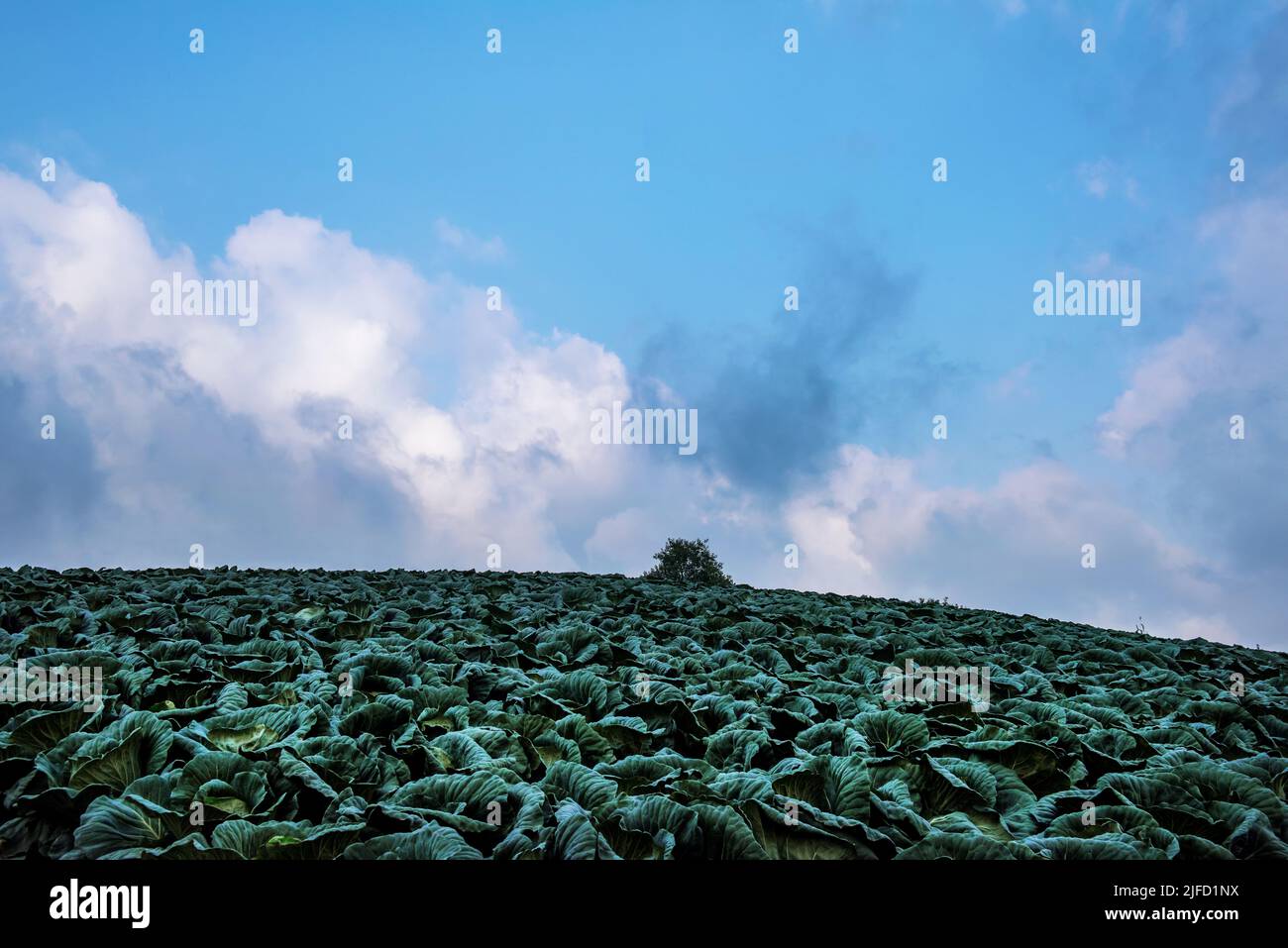 Scenery of the beautlful panoramic green cabbage farm in high slope ...