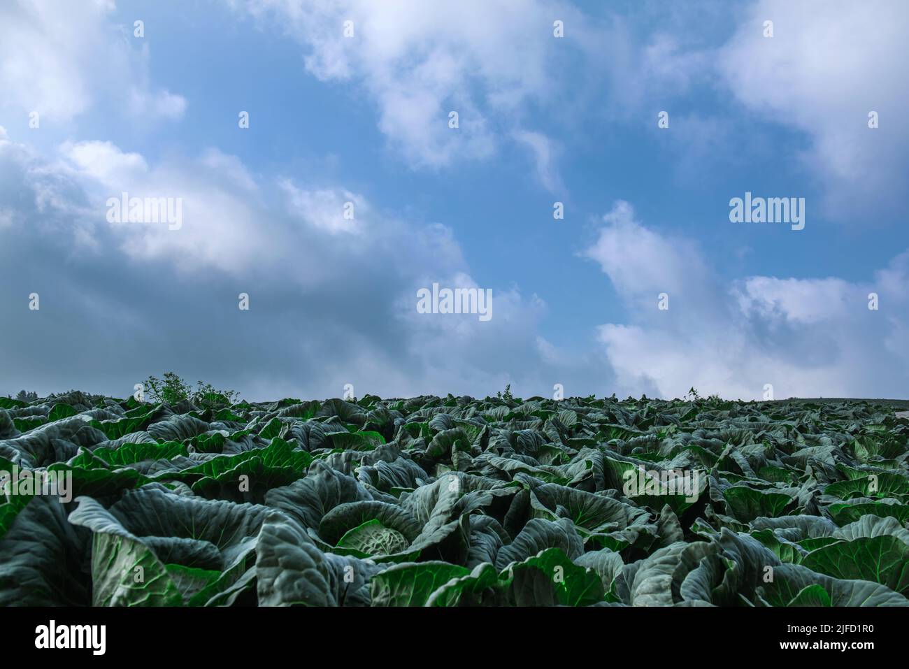 Scenery of the beautlful panoramic green cabbage farm in high slope ...