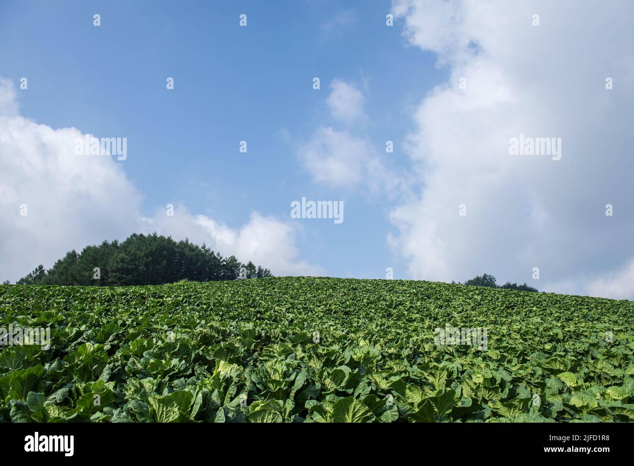 Scenery of the beautlful panoramic green cabbage farm in high slope ...