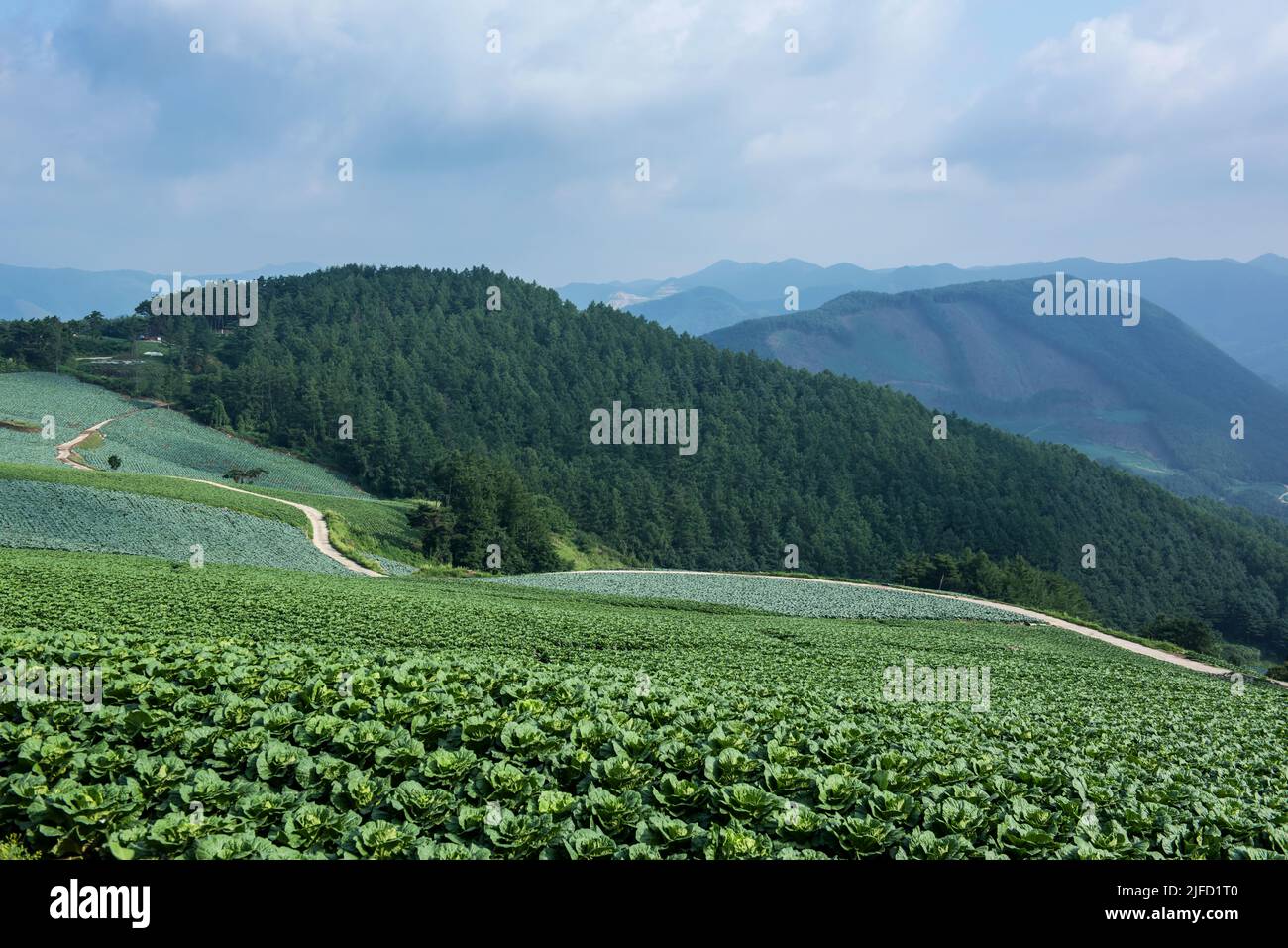 Scenery of the beautlful panoramic green cabbage farm in high slope ...
