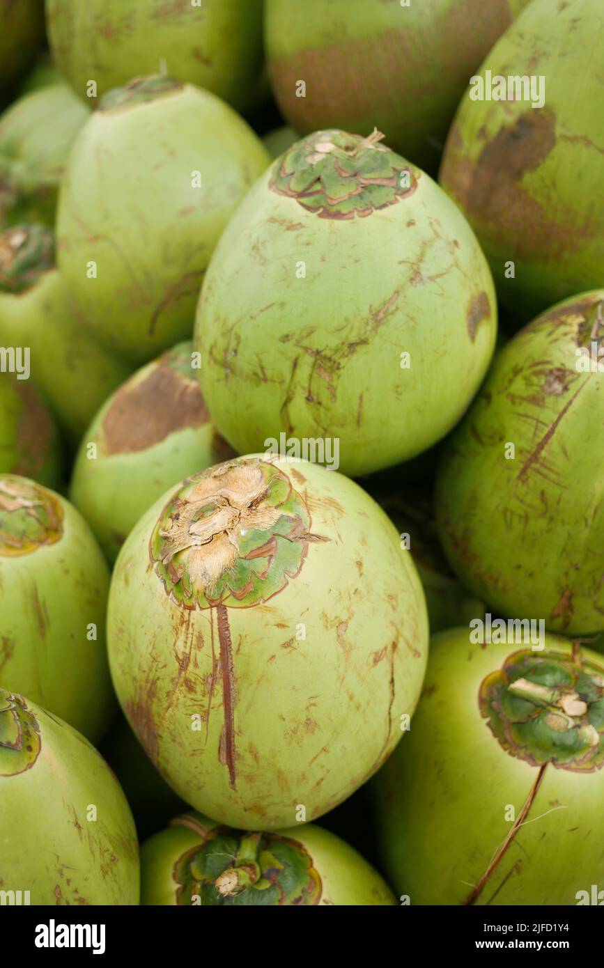 stack of fresh coconut display for sale Stock Photo - Alamy