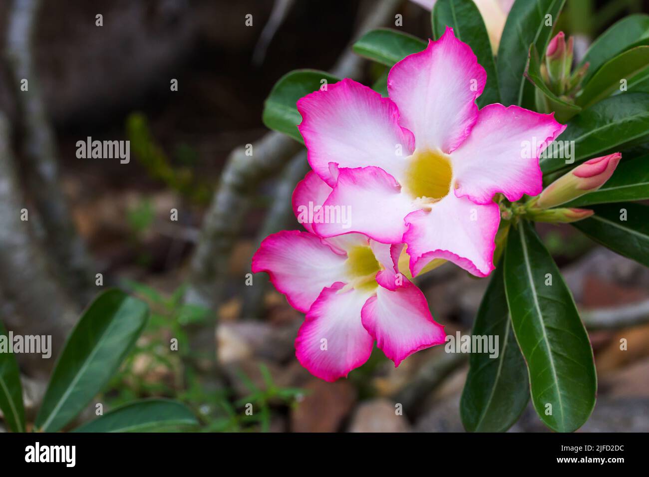 Closeup upper view sweet beautiful hi-res stock photography and images ...