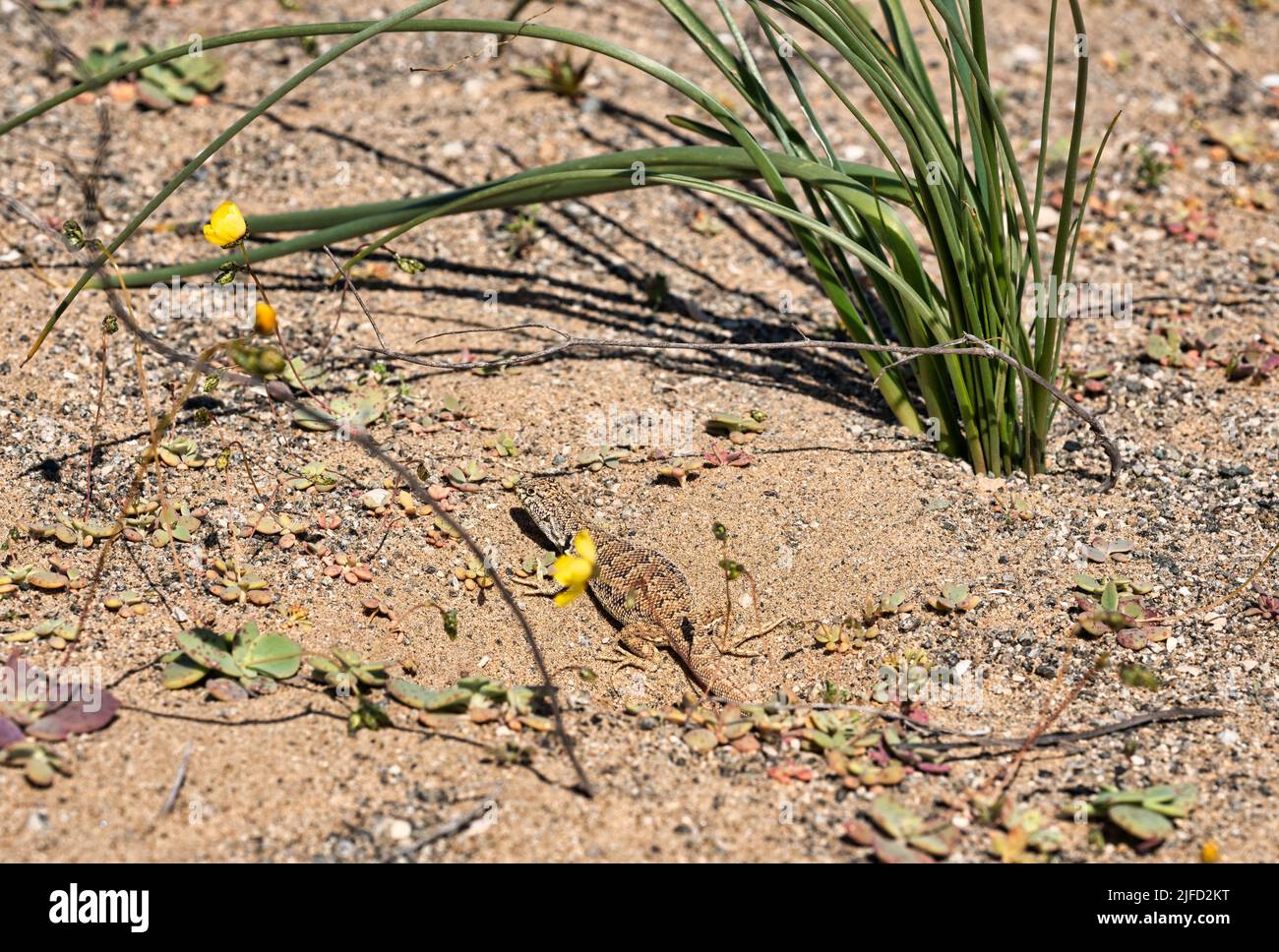 lizard sunning itself near its underground cave, in the arid Atacama ...