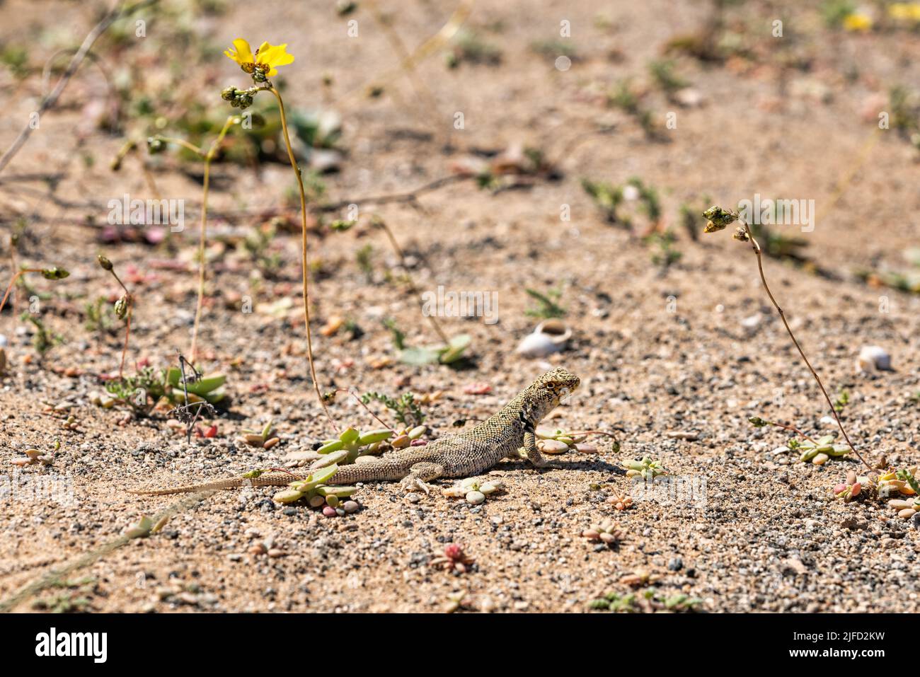lizard sunning itself near its underground cave, in the arid Atacama ...