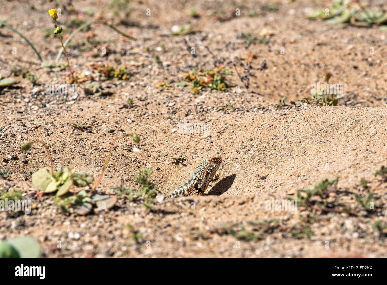 lizard sunning itself near its underground cave, in the arid Atacama ...