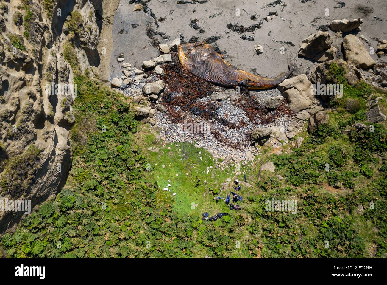 aerial photo of a dead and decomposing blue whale off the coast of ...