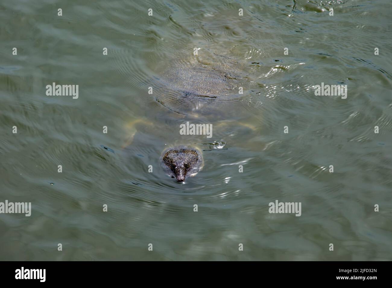 The Southeast Asian softshell turtle (Amyda ornata) is swimming in the ...