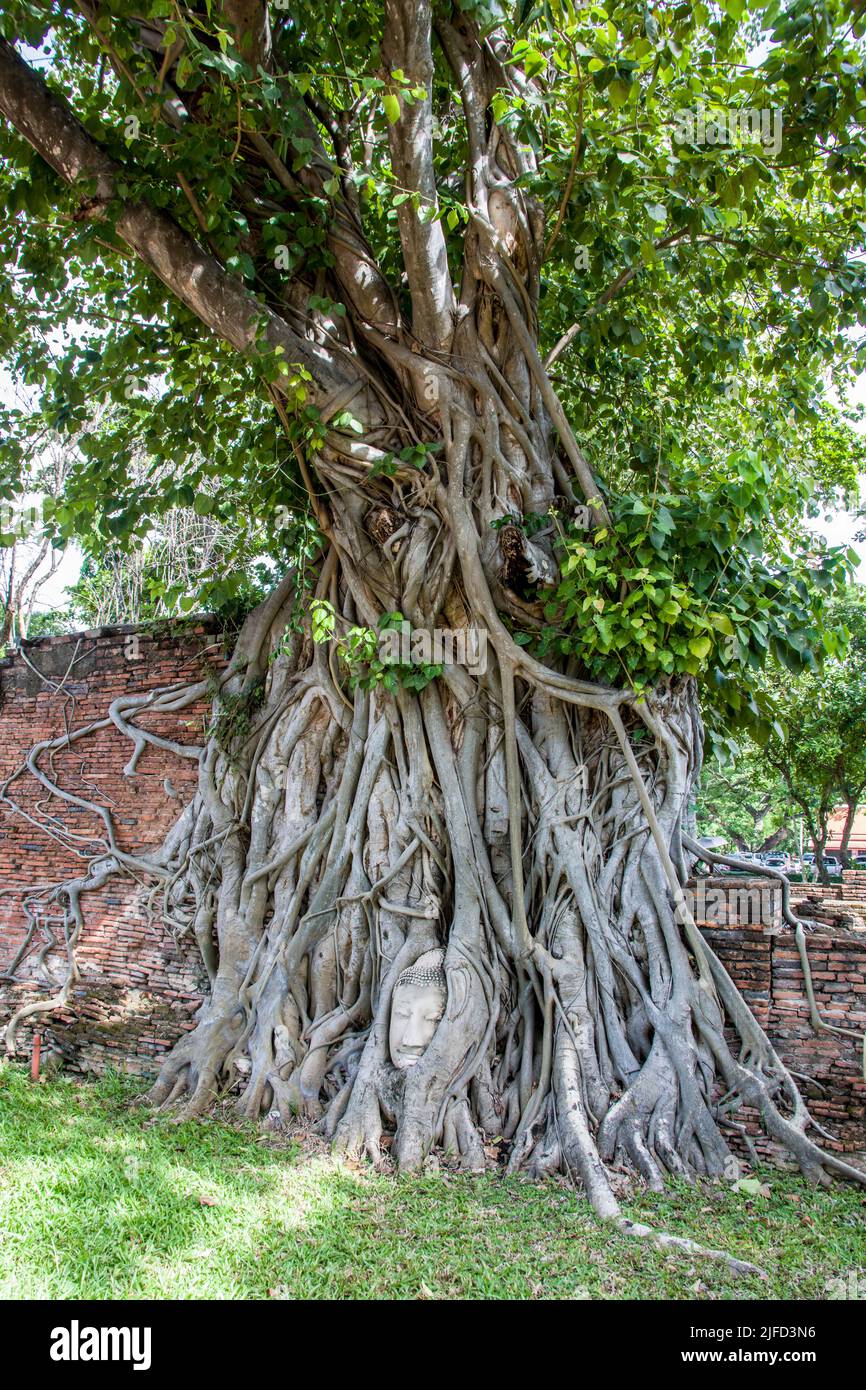 A Buddha head entwined within the roots of a tree in Wat Mahathat ...