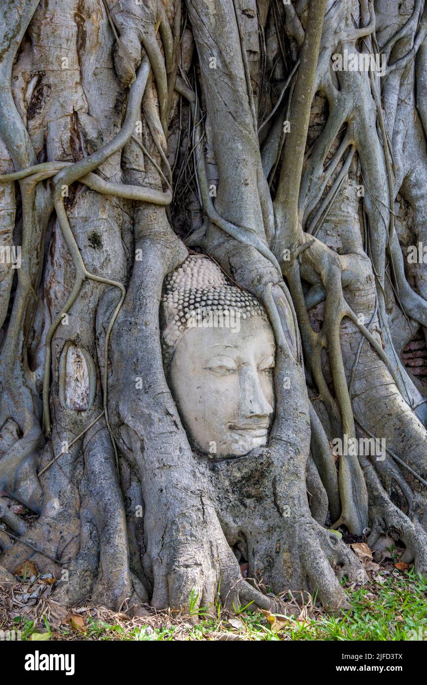 A Buddha head entwined within the roots of a tree in Wat Mahathat ...