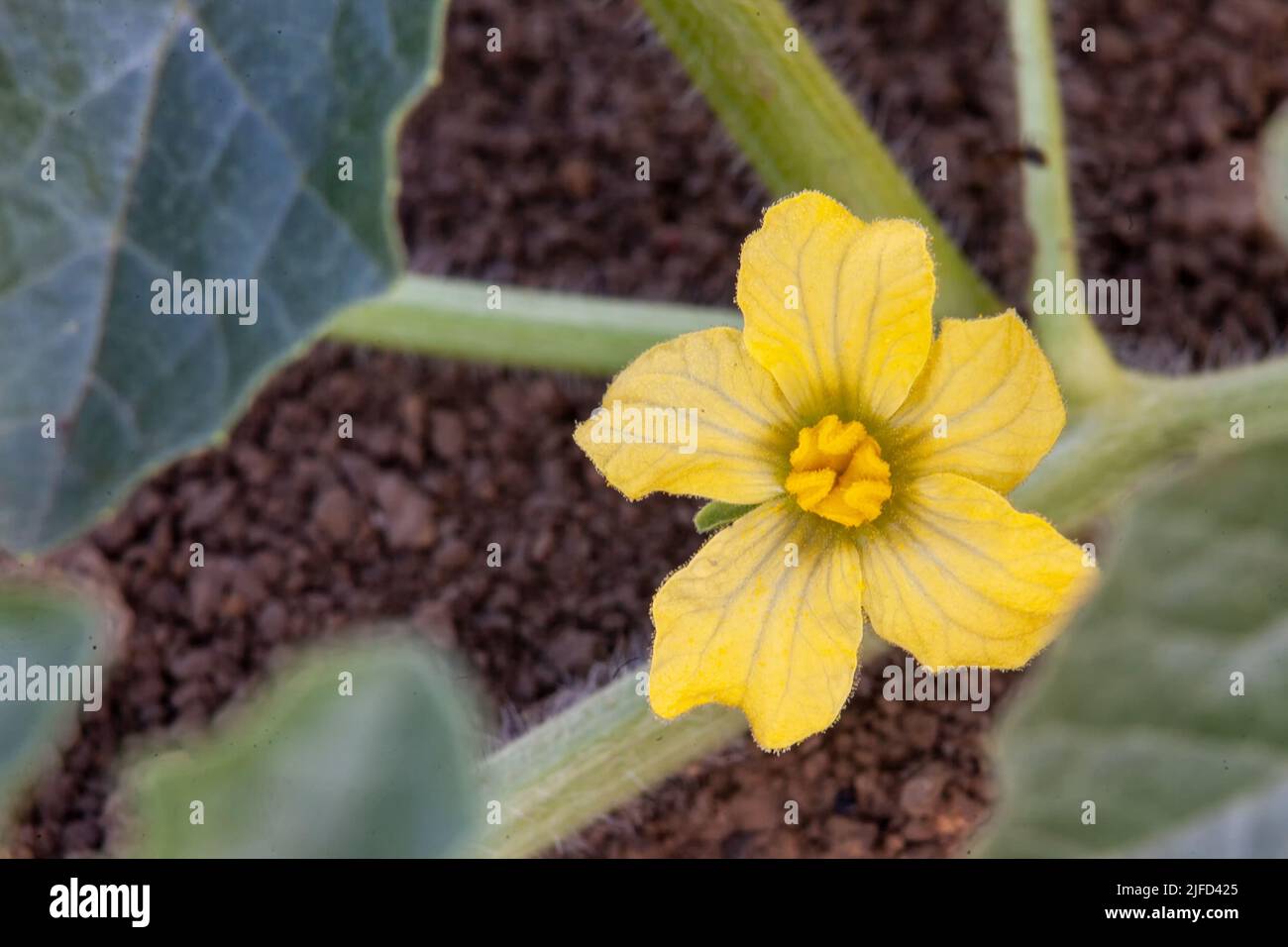 Honeydew Melon Flower