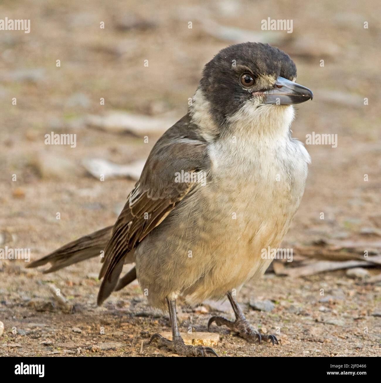 Australian butcher bird hi-res stock photography and images - Alamy
