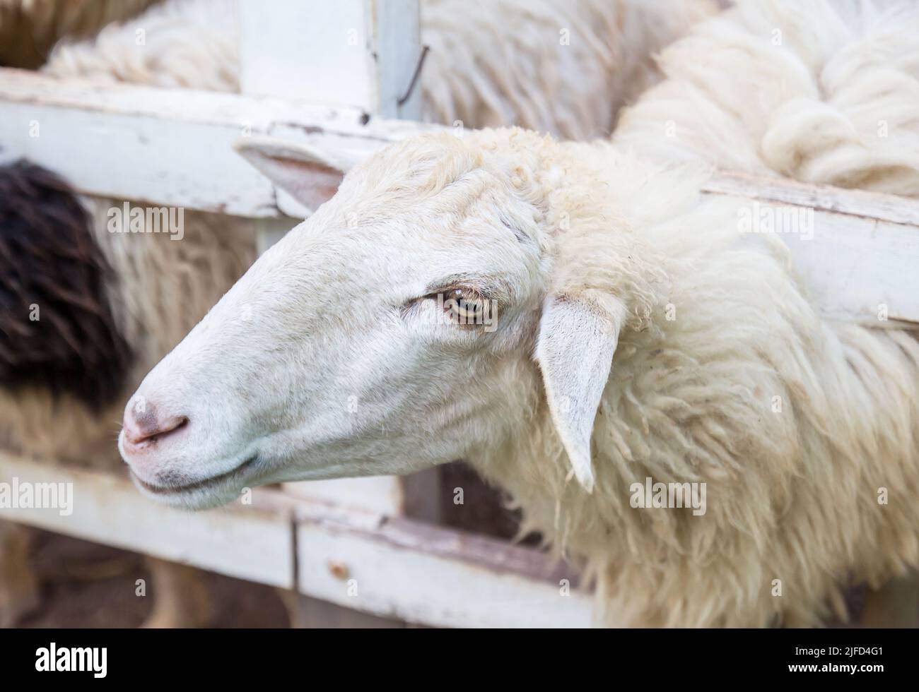 Sheep in the paddock at the farm Stock Photo - Alamy