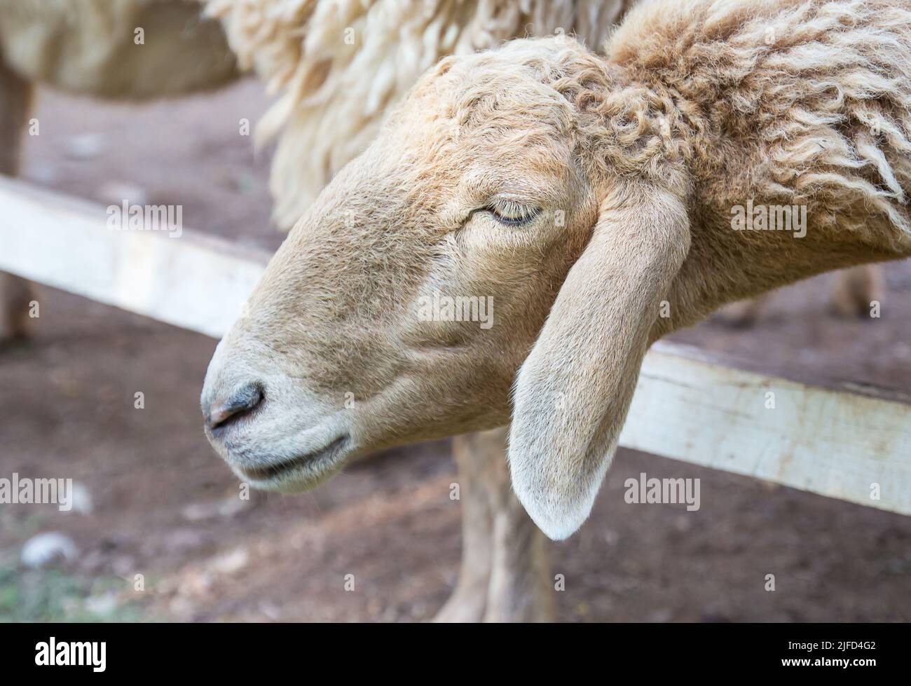 Sheep in the paddock at the farm Stock Photo - Alamy
