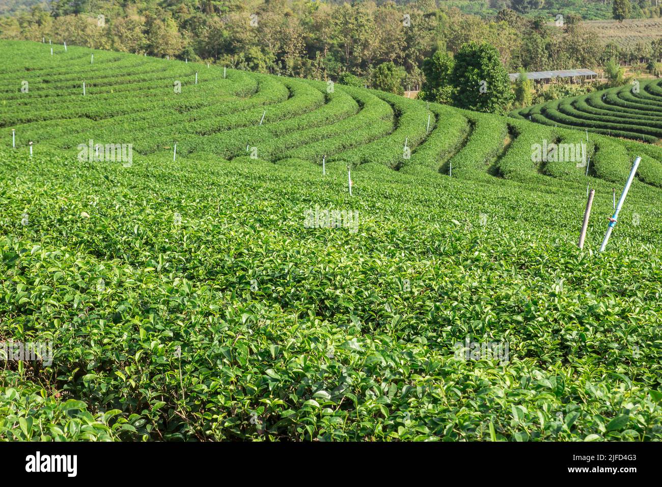Tea plantation on the mountain, at Chiang Rai Thailand Stock Photo - Alamy