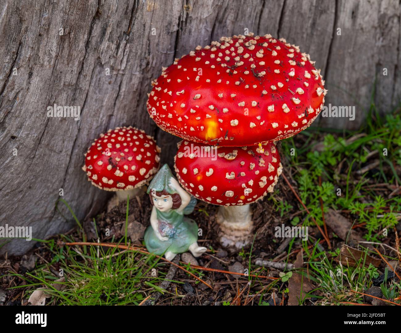 Amanita muscaria, commonly known as the fly agaric or fly amanita mushroom, toadstool species ...