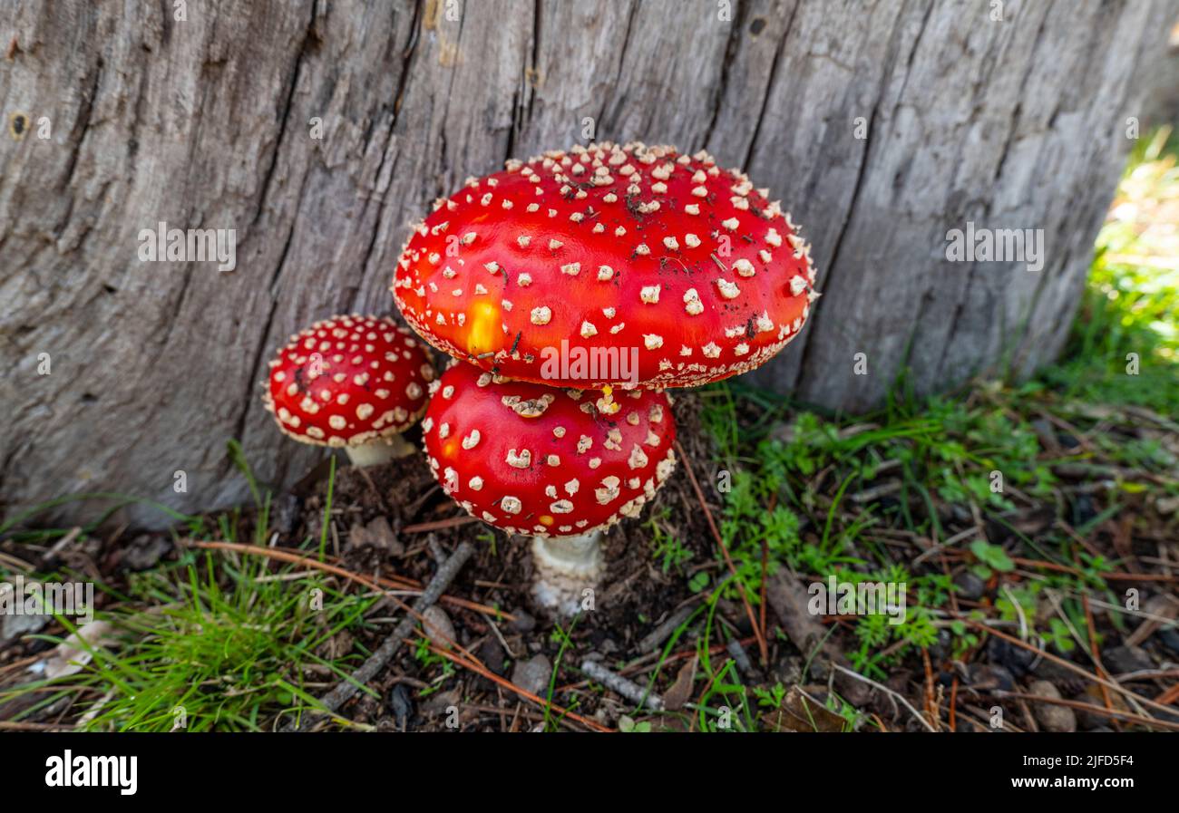 Australian toadstool hi-res stock photography and images - Alamy