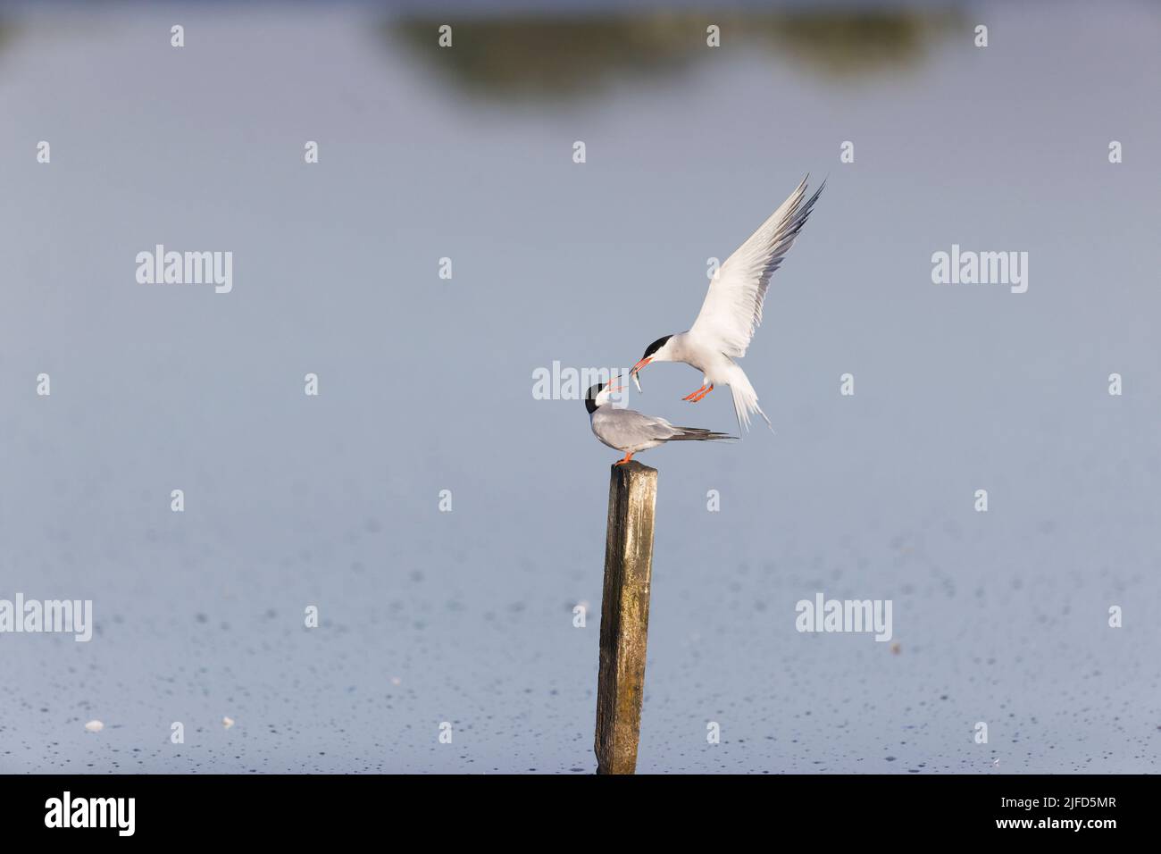 Common tern Sterna hirundo, summer plumage adult pair, male flying in ...