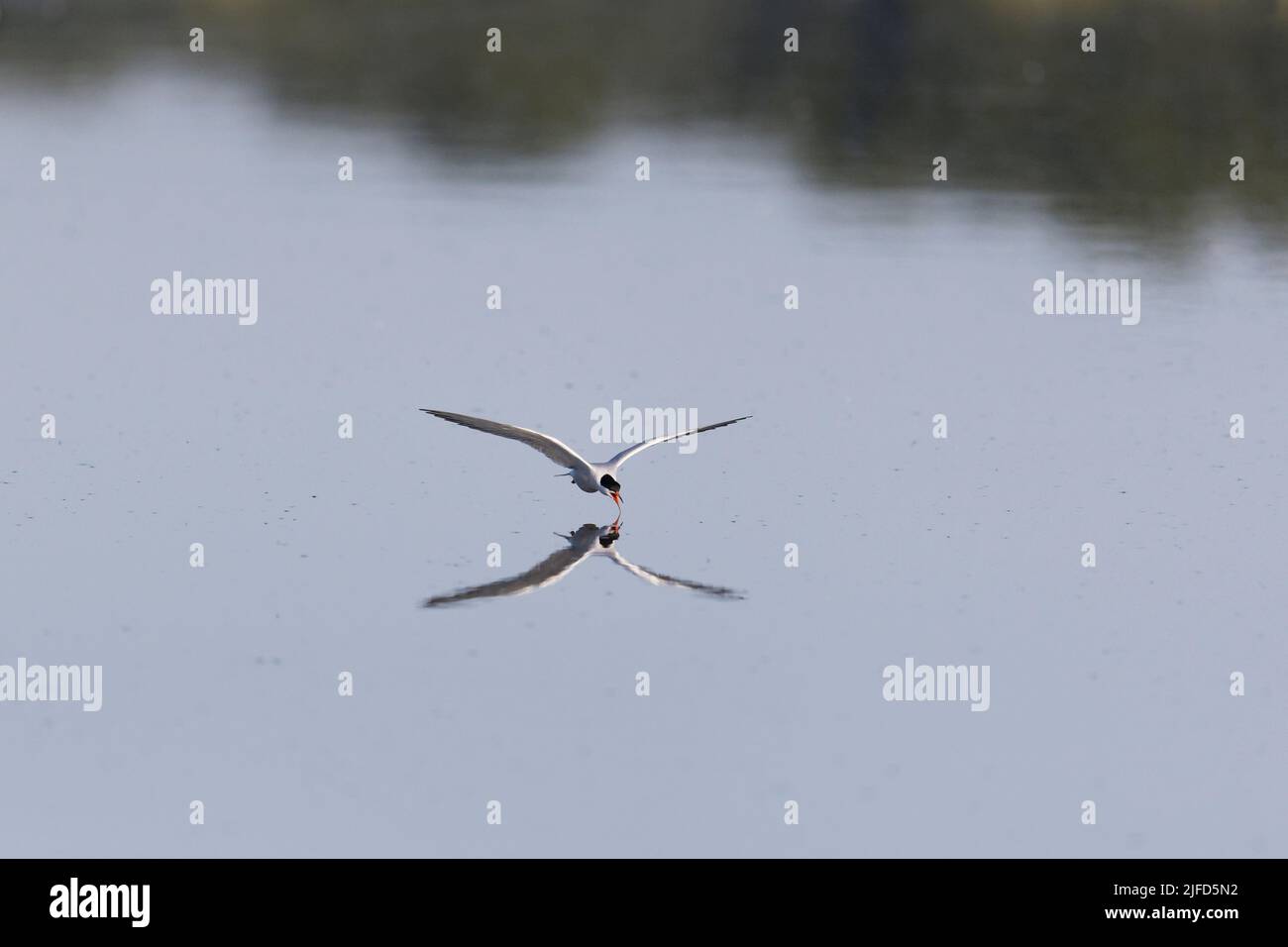 Common tern Sterna hirundo, summer plumage adult drinking in flight ...