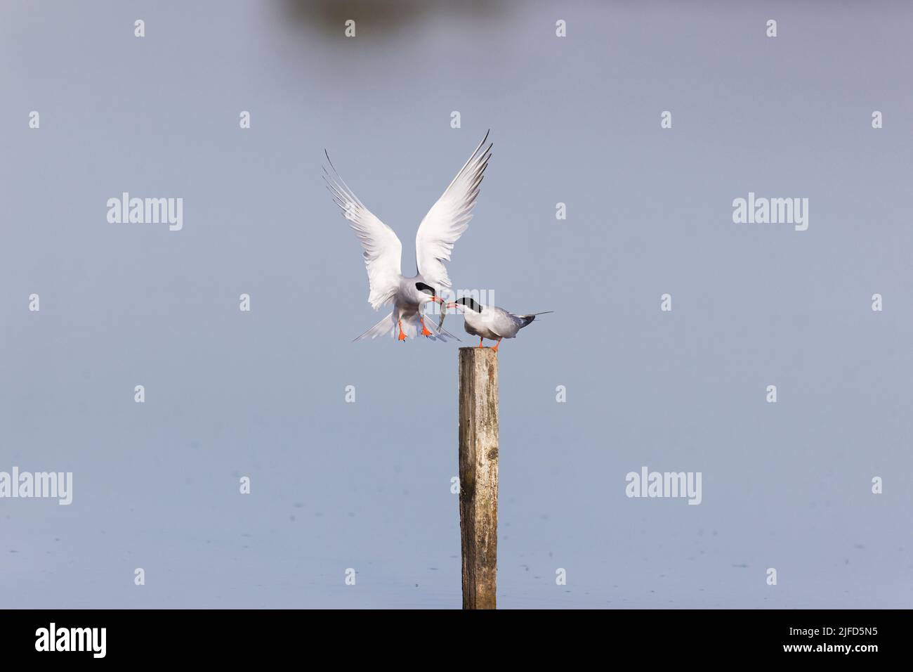 Common tern Sterna hirundo, summer plumage adult pair, male flying in ...