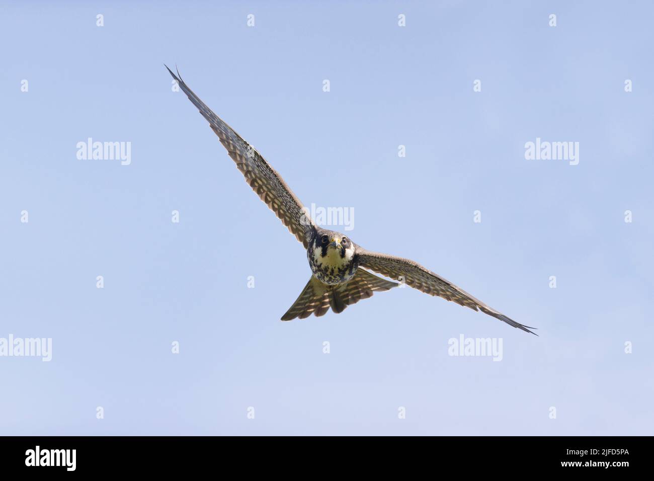 Eurasian hobby Falco subbuteo, immature flying, Suffolk, England, June ...