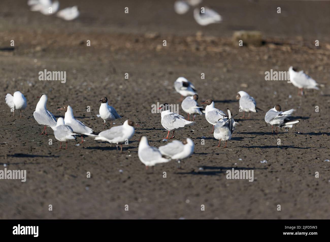 Mediterranean gull Larus melanocephalus, breeding plumage adult ...
