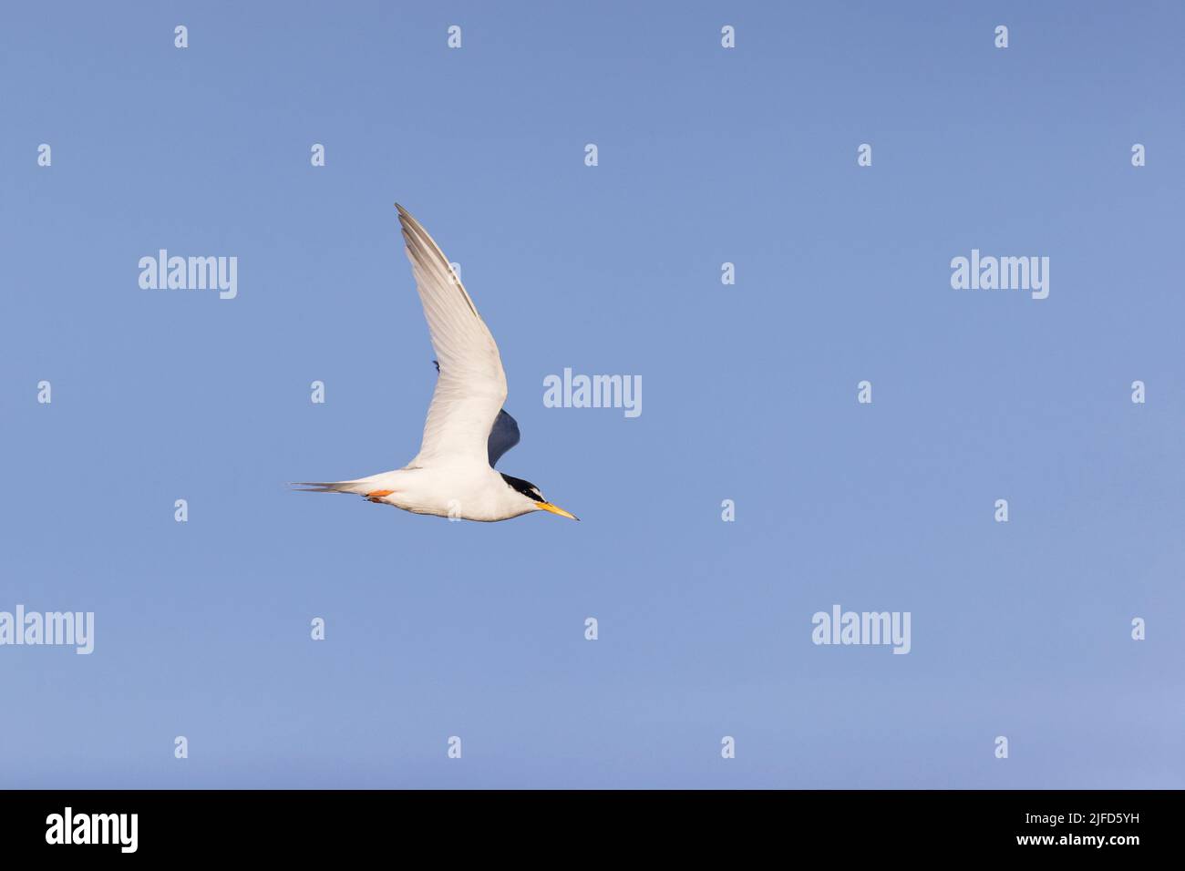 Little tern Sterna albifrons, adult flying, Suffolk, England, June ...