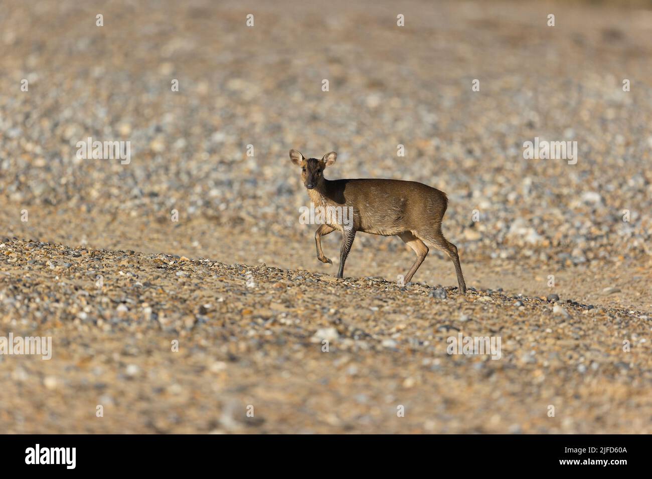 Muntjac deer Muntiacus reevesi, adult female walking on beach, Suffolk ...