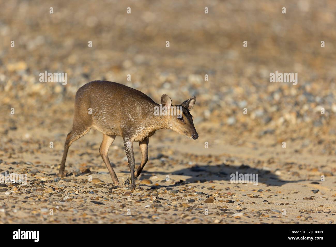 Muntjac deer Muntiacus reevesi, adult female walking on beach, Suffolk ...