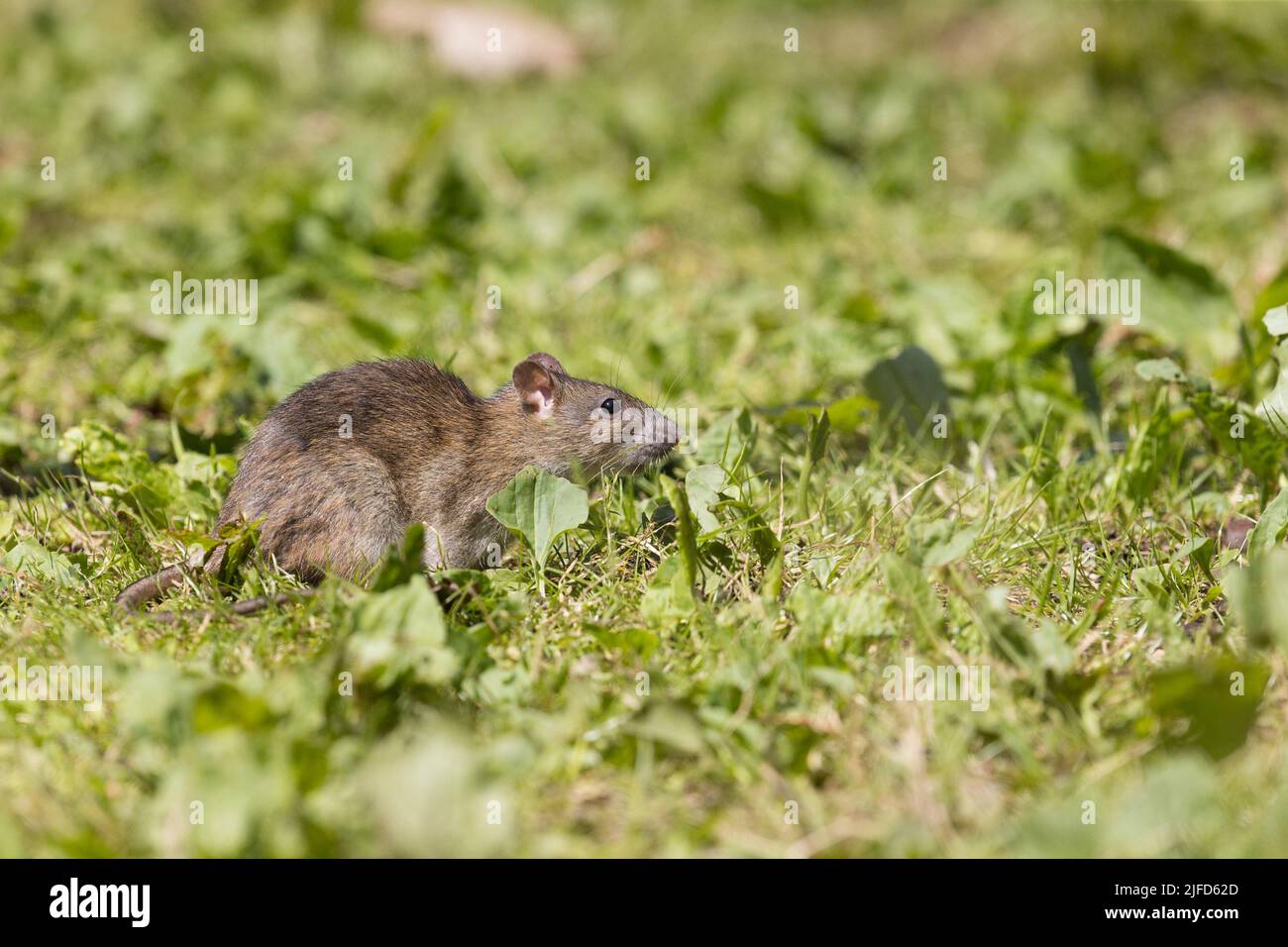 Brown rat Rattus norvegicus, adult standing on grass, Suffolk, England ...