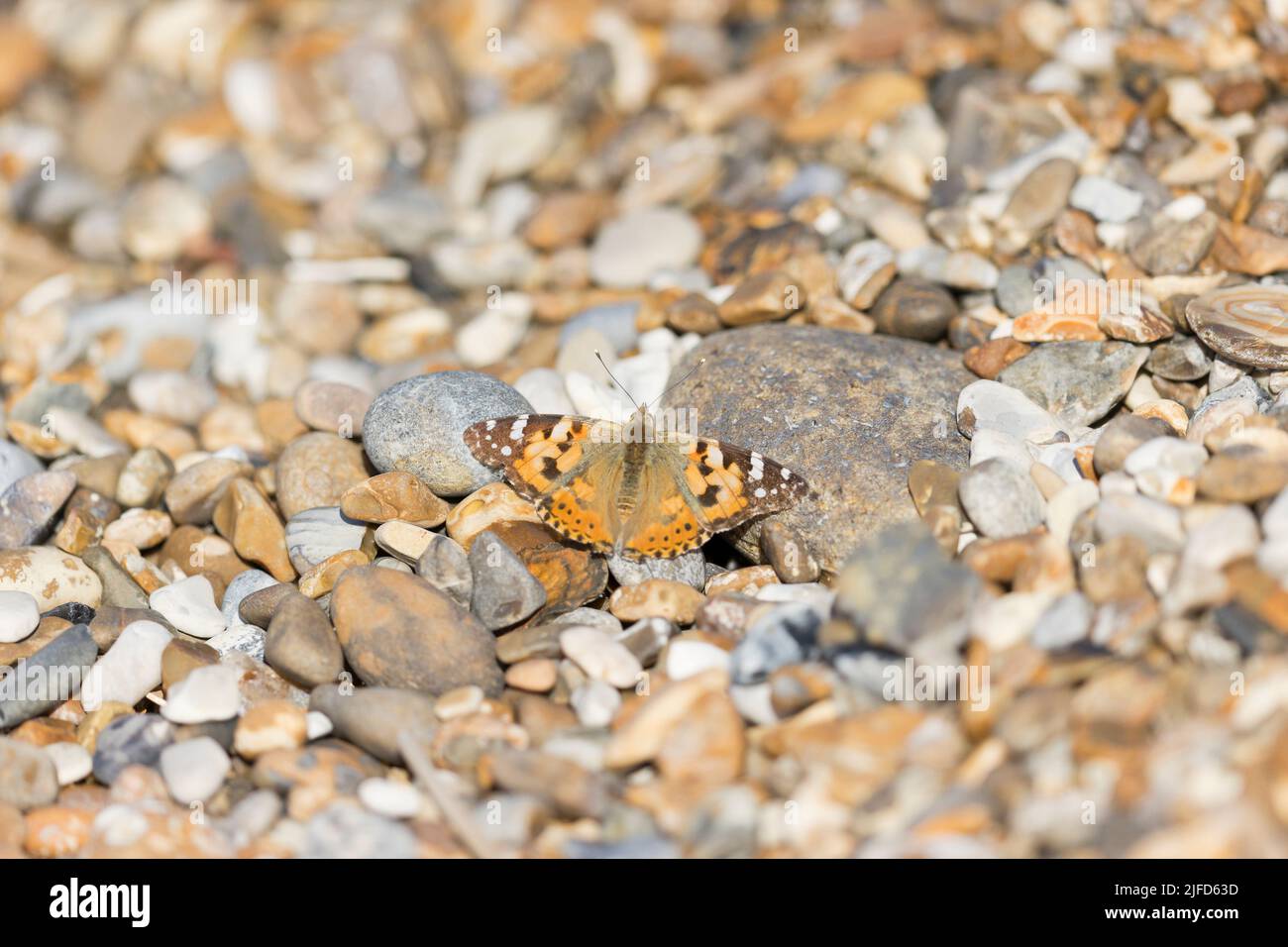 Painted lady Vanessa cardui, adult butterfly, newly arrived migrant ...