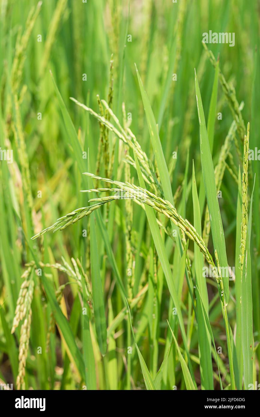 Close up of green paddy rice. Green ear of rice in paddy rice field ...