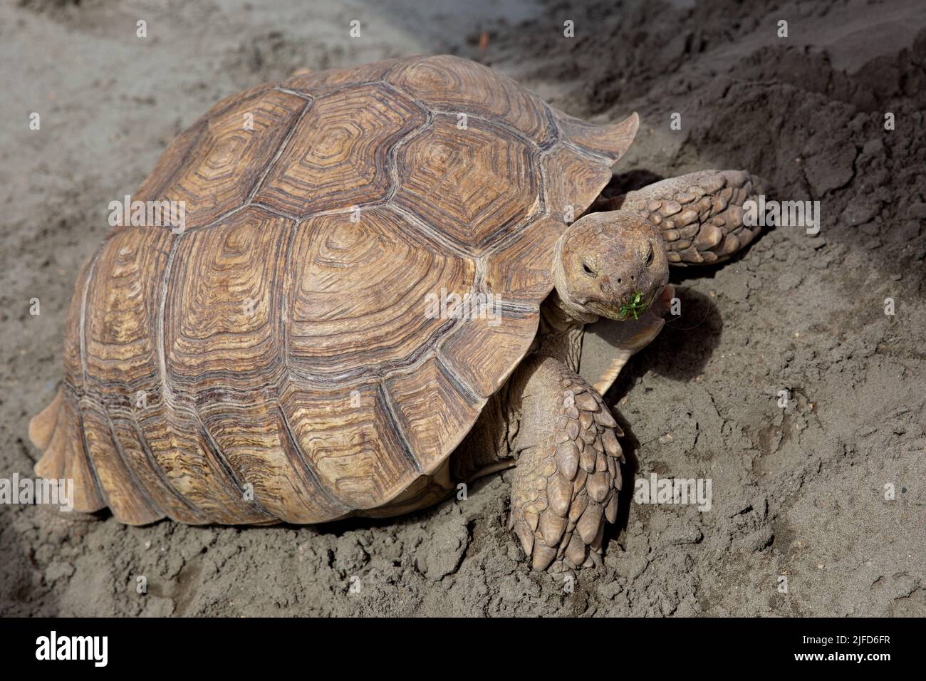 Giant brown turtle on the sand Stock Photo - Alamy