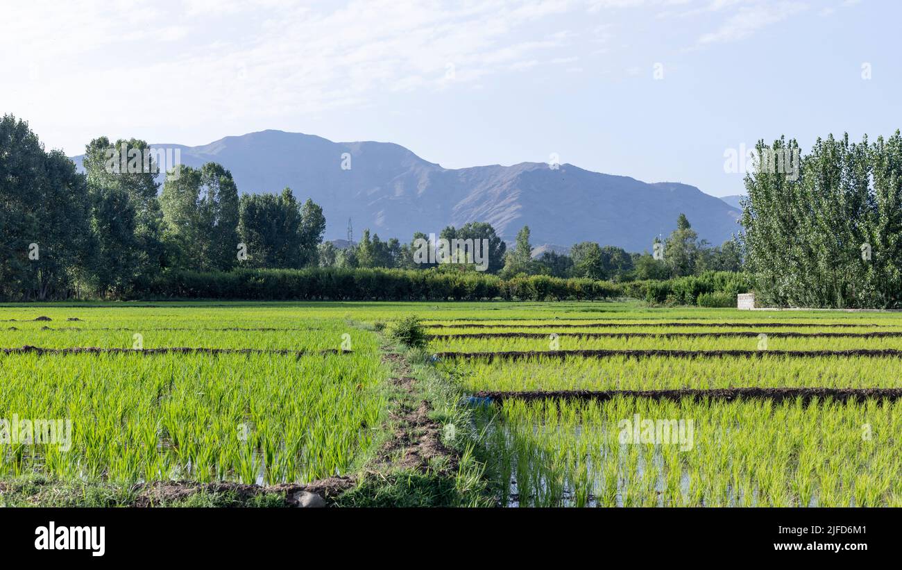 Growing rice in fields in Pakistan Stock Photo - Alamy