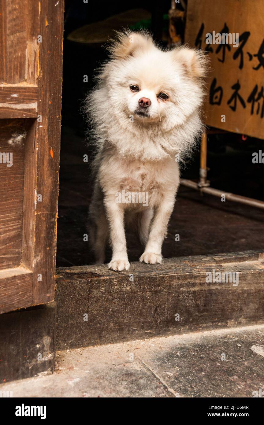 A dog at the entrance of a shop on the old street in Chuansha Ancient ...
