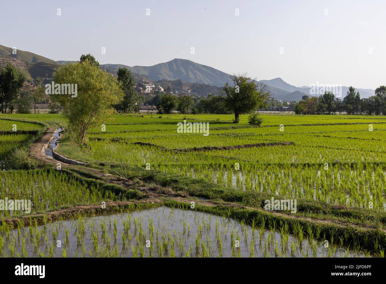 Beautiful rice fields in a village in Pakistan Stock Photo - Alamy