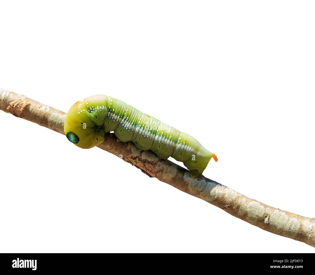 Macro green worm on the tree branch isolated on white background Stock ...