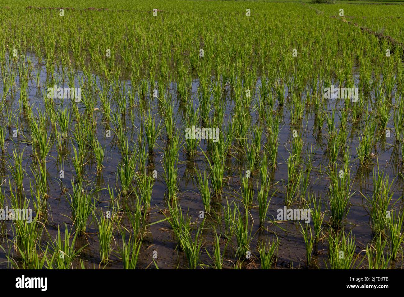Pakistan crop hi-res stock photography and images - Alamy