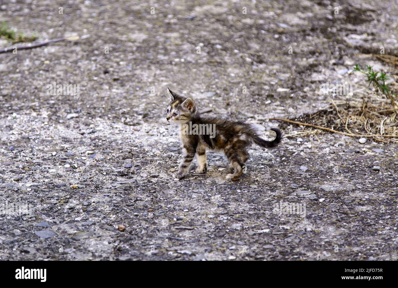 Detail of abandoned animal in the street, loneliness and sorrow Stock ...