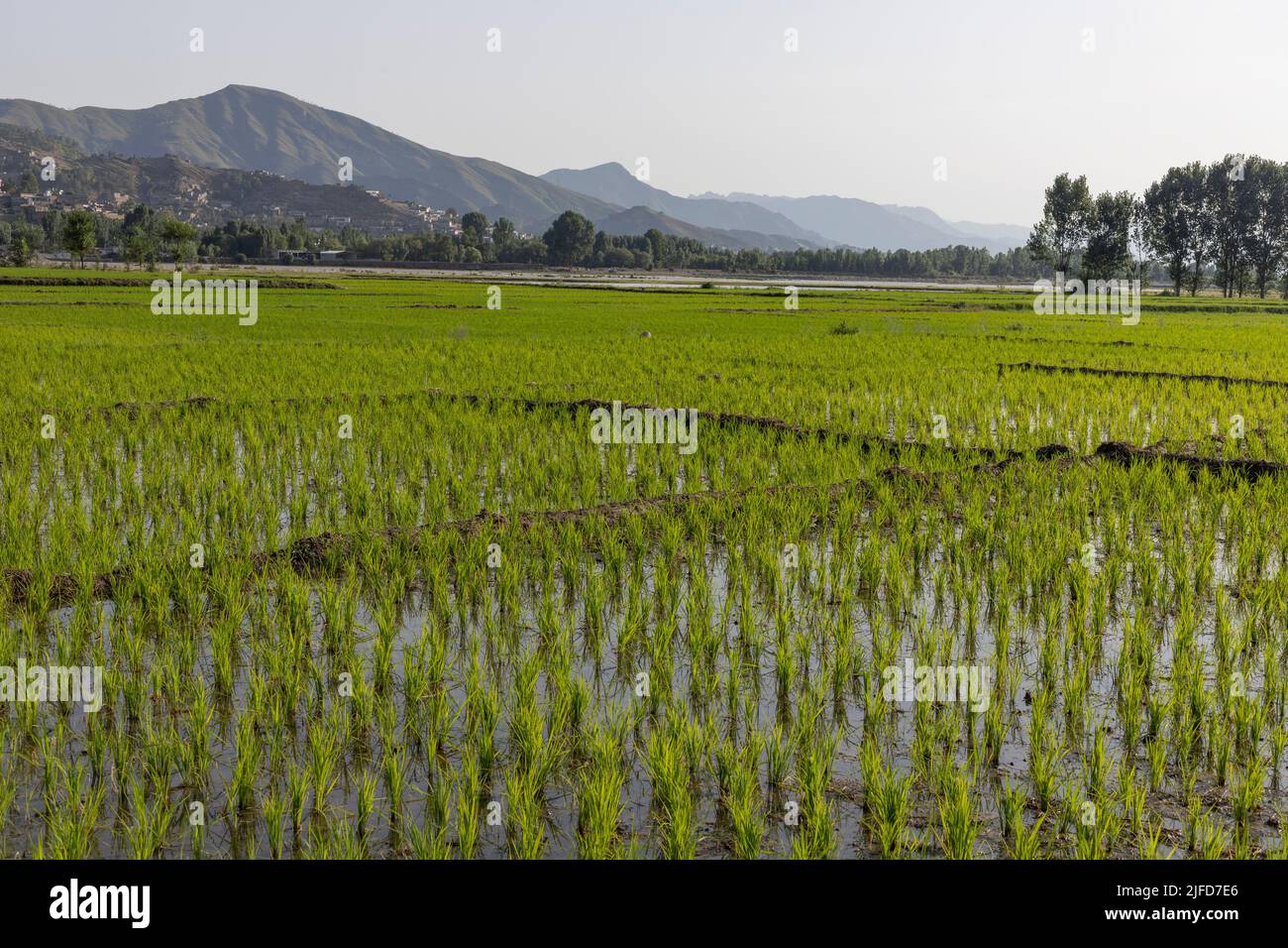 Cultivation of rice in flooded field to grow rice in Asia. Agricultural ...