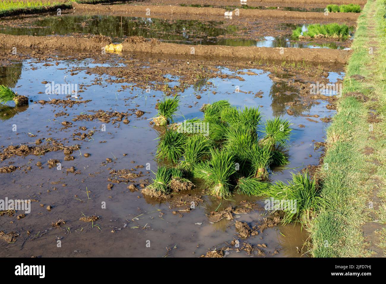 Rice farming by dividing rice seedlings and replant in flooded rice ...
