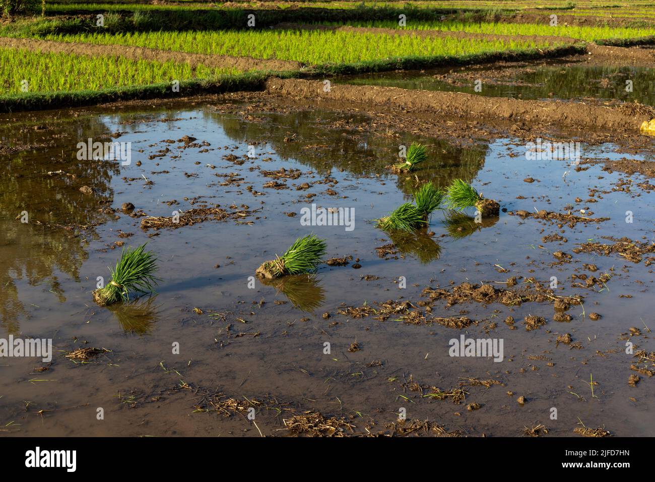 Traditional method of rice planting in Pakistan Stock Photo - Alamy