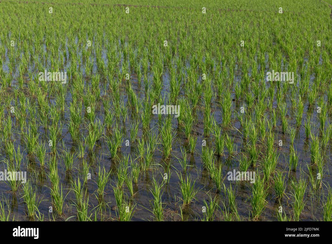 Crop growing in the field hi-res stock photography and images - Alamy