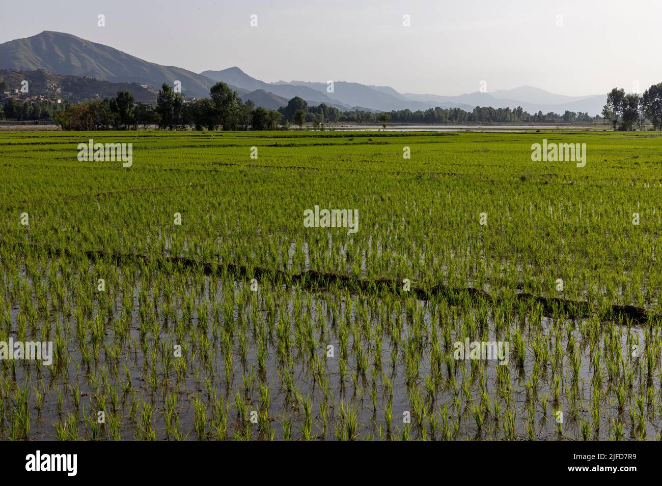 Picturesque view of rice crop in the rice fields in Pakistan Stock ...