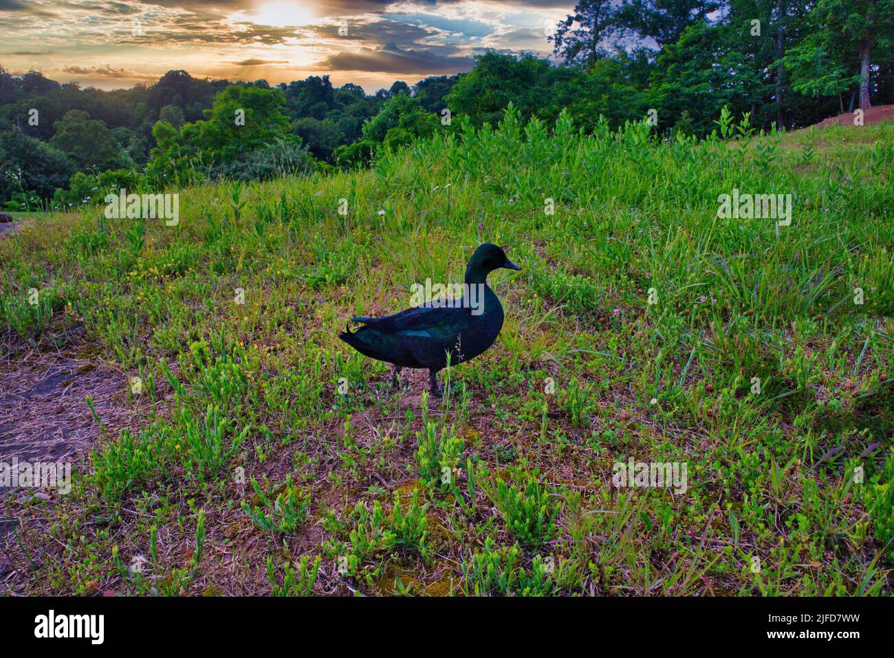 A wild black duck standing in the meadow Stock Photo - Alamy