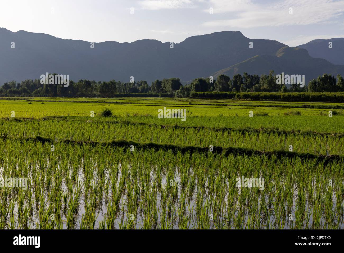 Beautiful lush green view of rice fields in the Swat Valley, Khyber ...