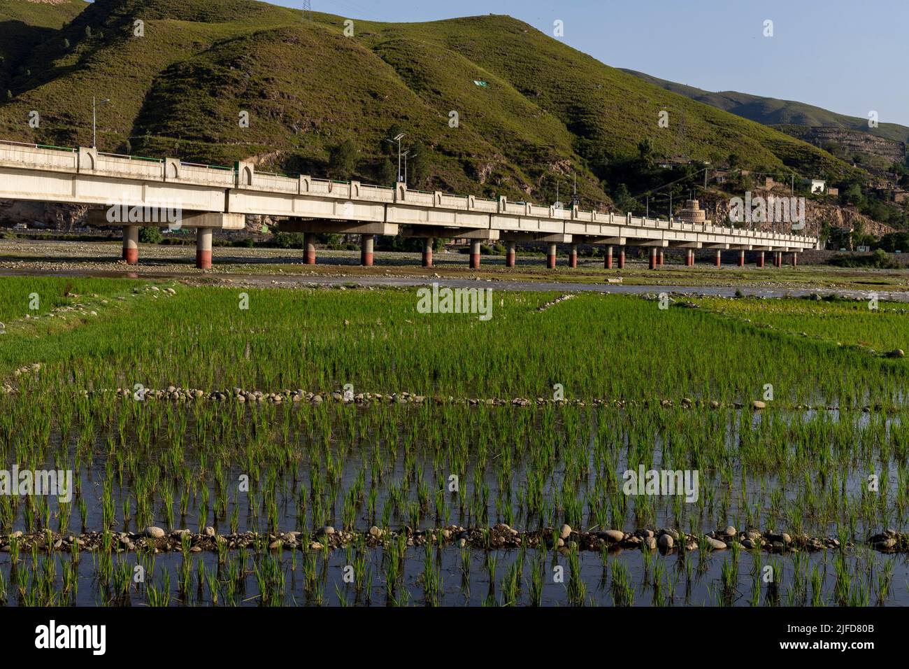 Rice fields on a riverbank in swat valley near a concrete bridge Stock ...