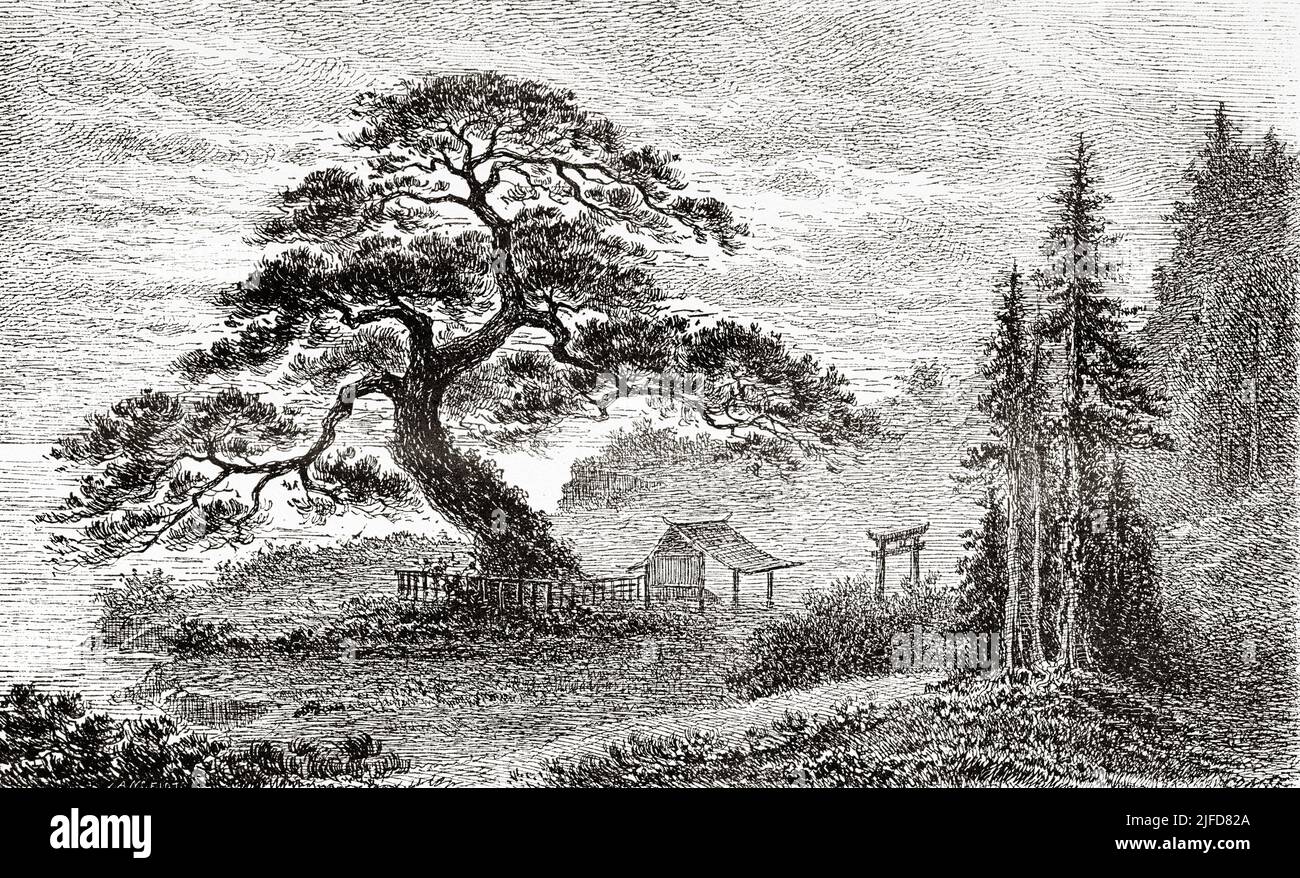 Sacred cedar in the suburbs of Tokyo. Japan, Asia. Journey to Japan by ...